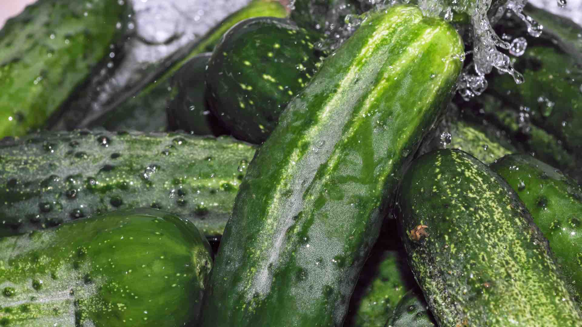Cucumber-related Salmonella outbreak sparks recall warnings nationwide ...